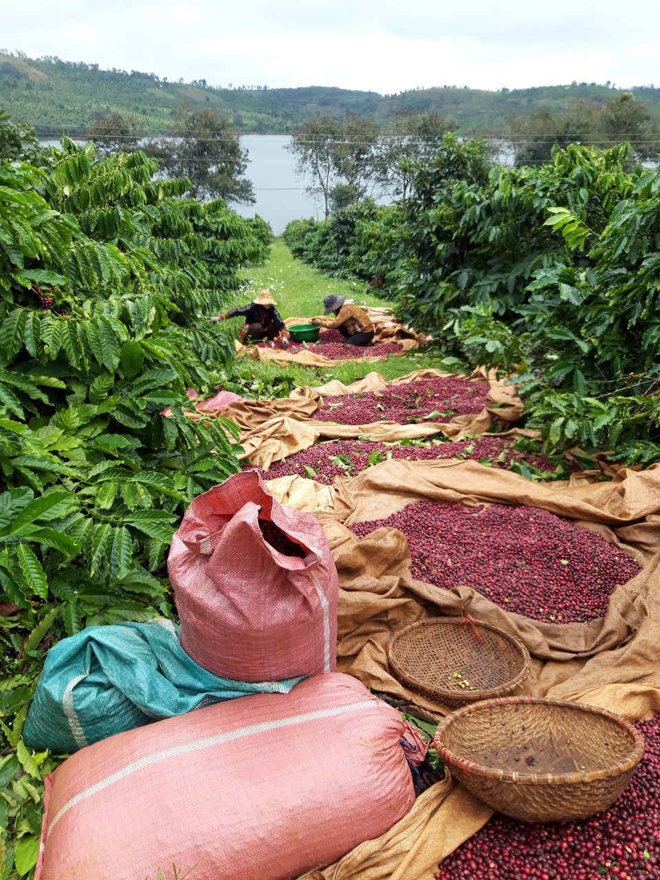 Khơi nguồn giá trị 100 năm cà phê Buôn Ma Thuột - Báo Đắk Lắk điện tử