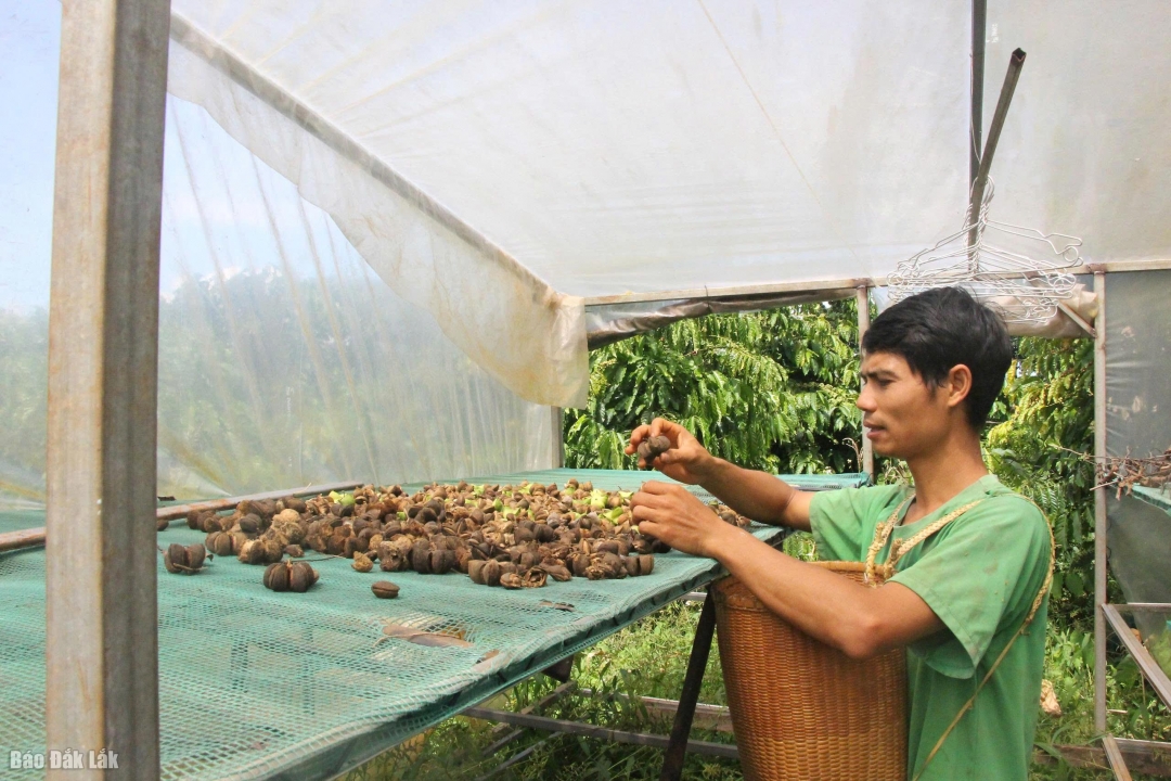 Cùng nông dân sản xuất an toàn - Báo Đắk Lắk điện tử